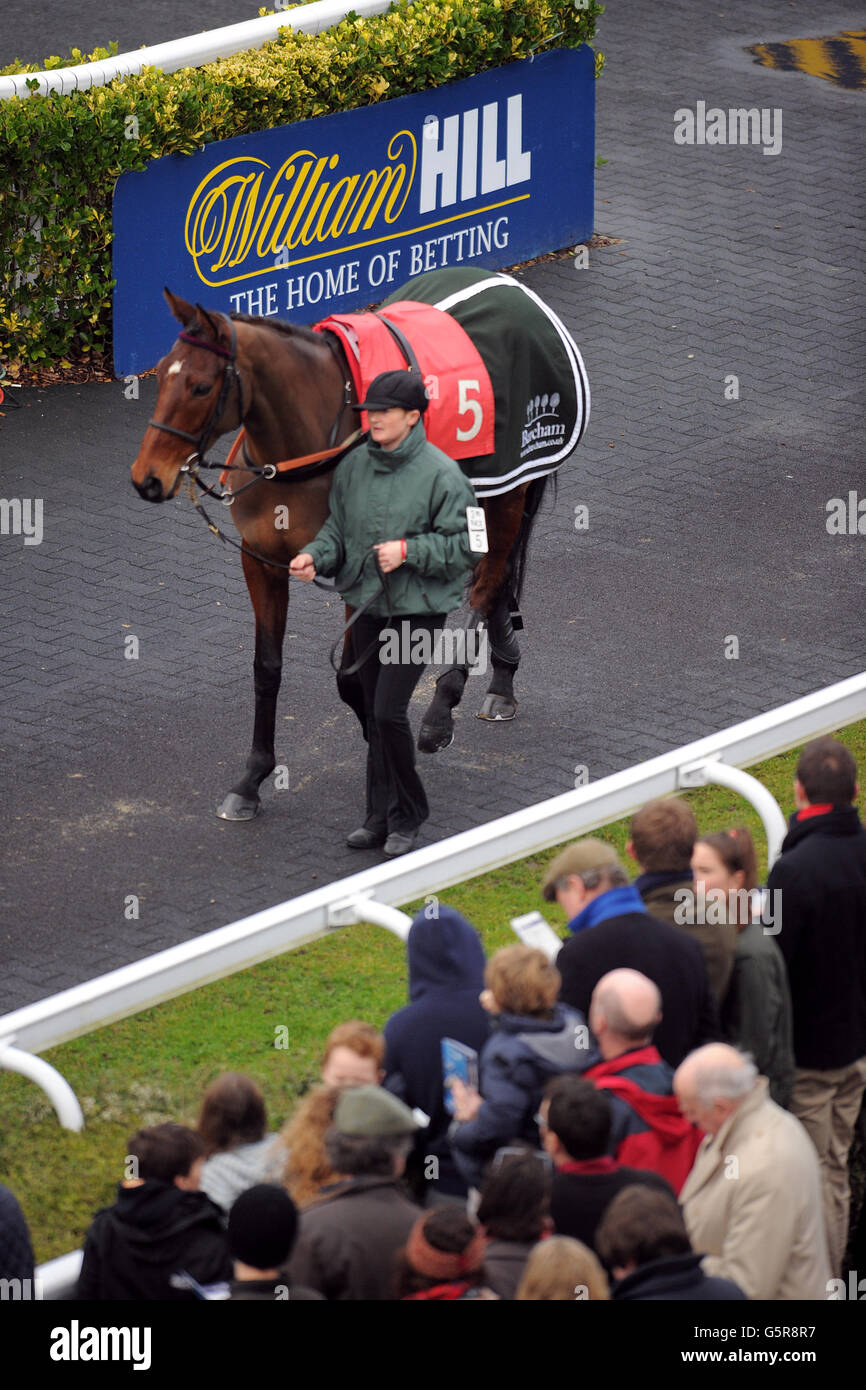 Tempest River in the pre-parade ring before running in the william Hill ...