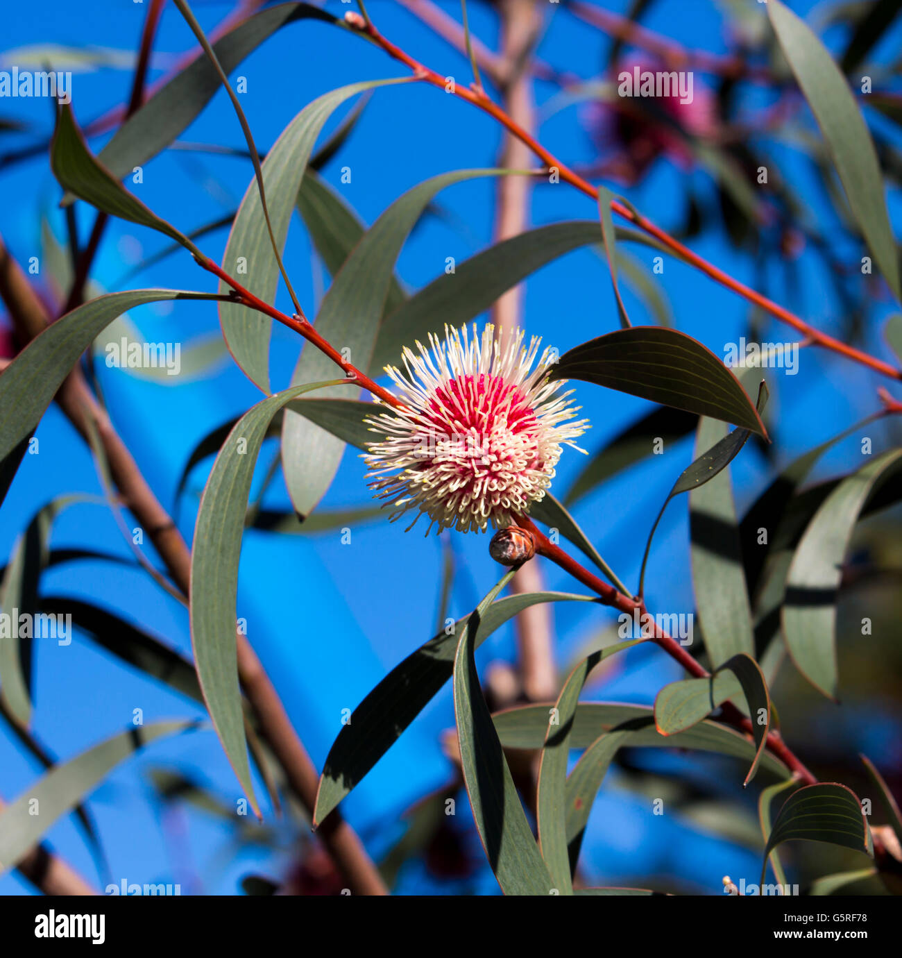 Pink blooms of pincushion hakea , hakea laurina, a West Australian ...