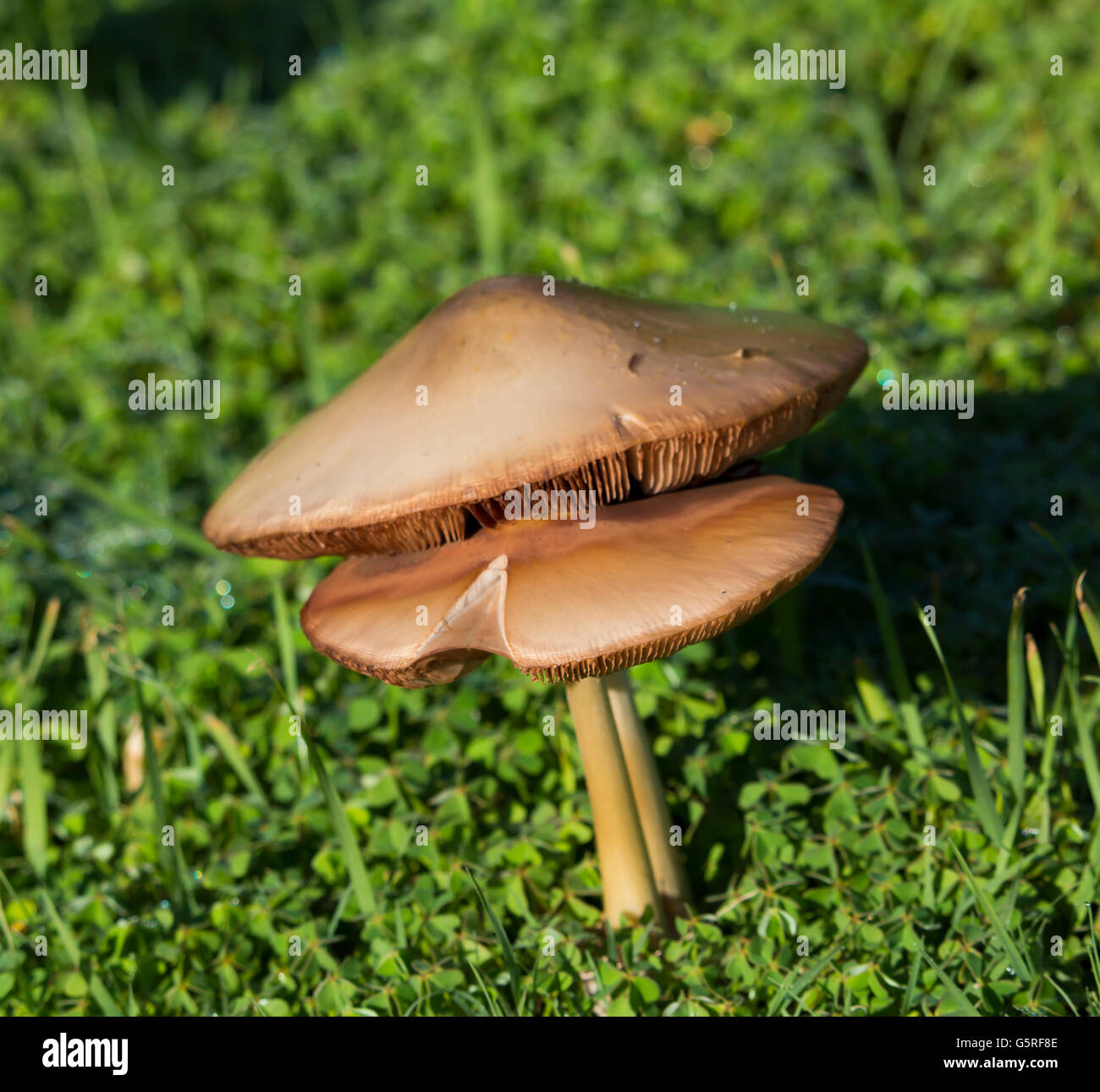 Australian mushrooms being the fleshy, spore-bearing fruiting body of a ...
