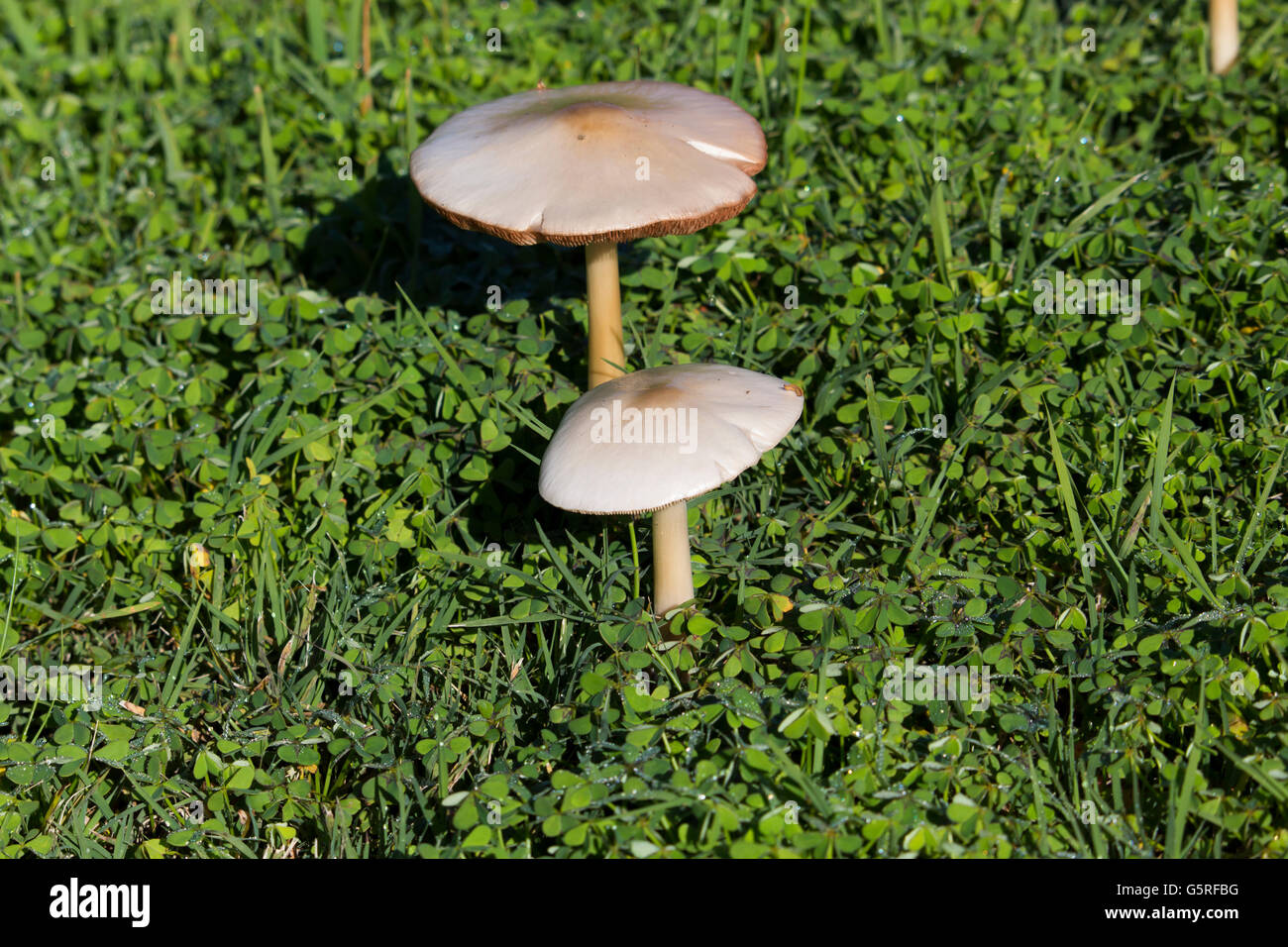Australian mushrooms being fleshy spore bearing hi-res stock ...
