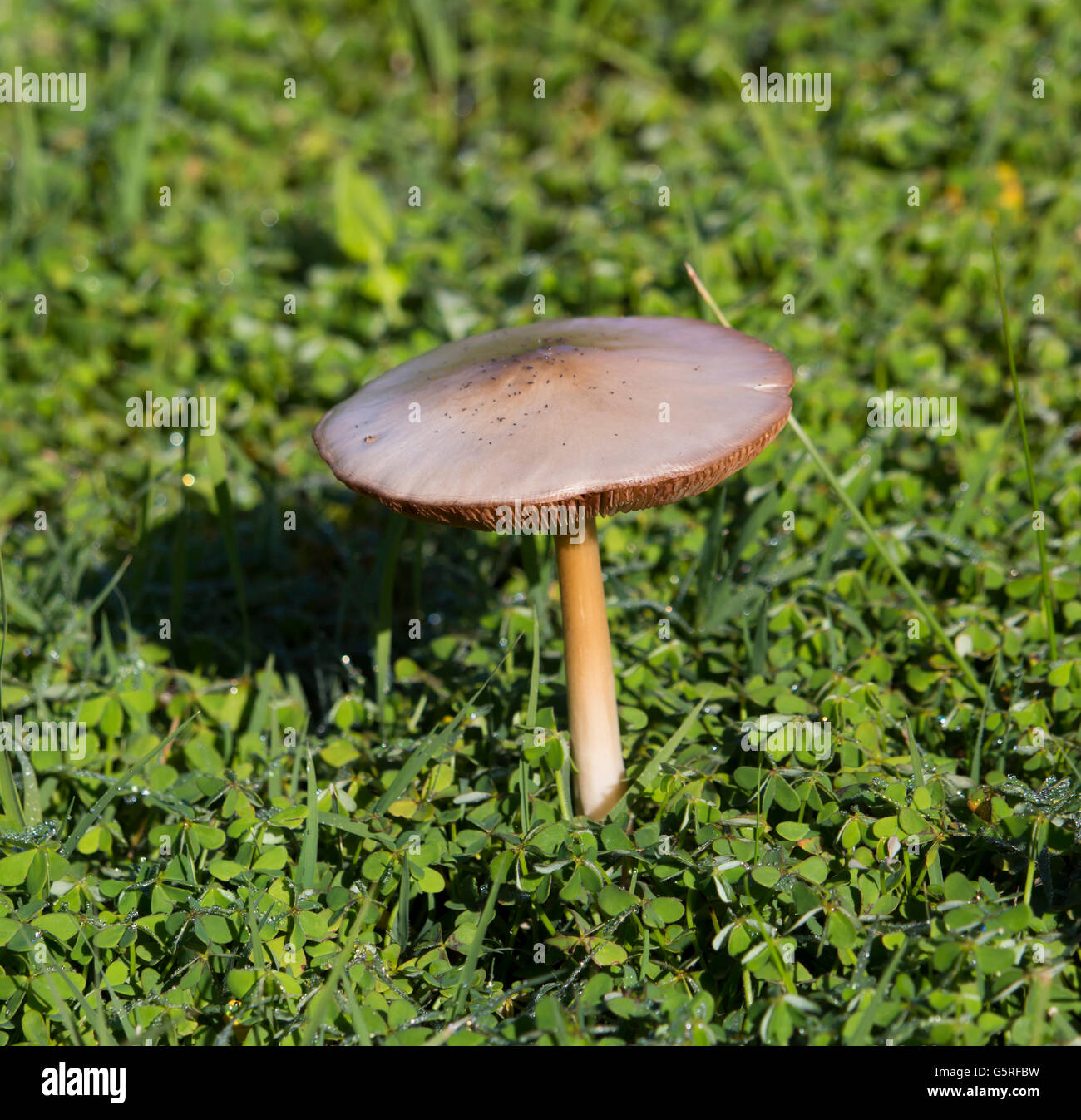 Australian mushrooms being the fleshy, spore-bearing fruiting body of a ...