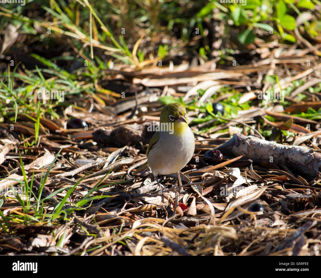 Australian silvereye bird eating hi-res stock photography and images ...