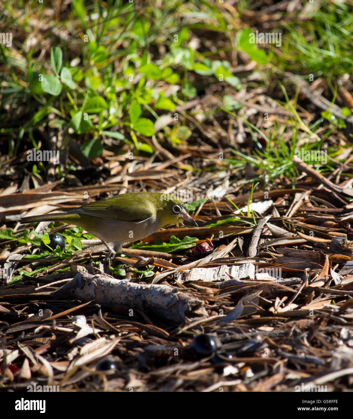 Australian silvereye bird eating hi-res stock photography and images ...