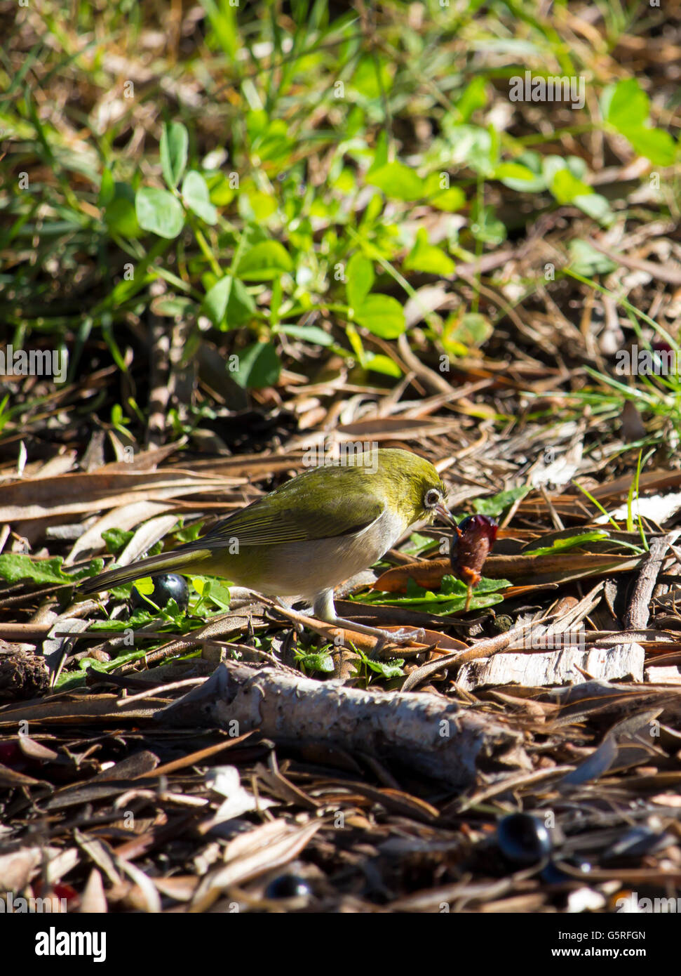 Australian silvereye zosterops lateralis bird hi-res stock photography ...