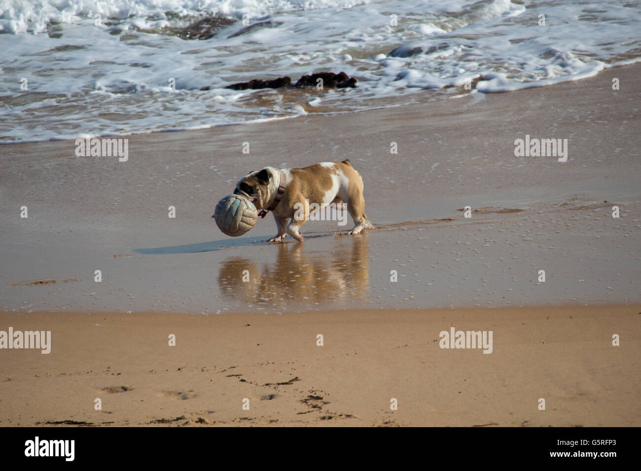 Pug a breed of dog with a wrinkly, short-muzzled face and curled tail ...