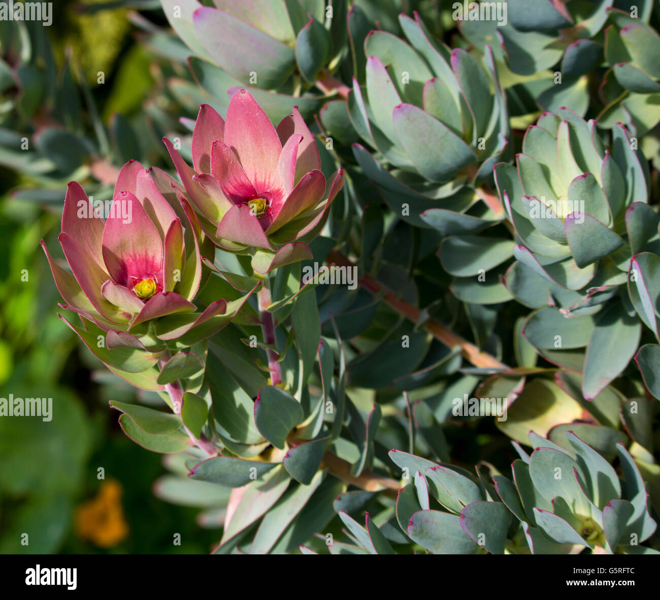 Deep pink bright inflorescences of leucadendron protaceae species in bloom in late winter add ...