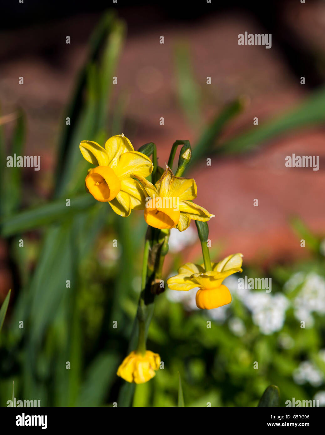 Pretty Narcissus jonquilla tazetta the common garden Jonquil is a hardy ...
