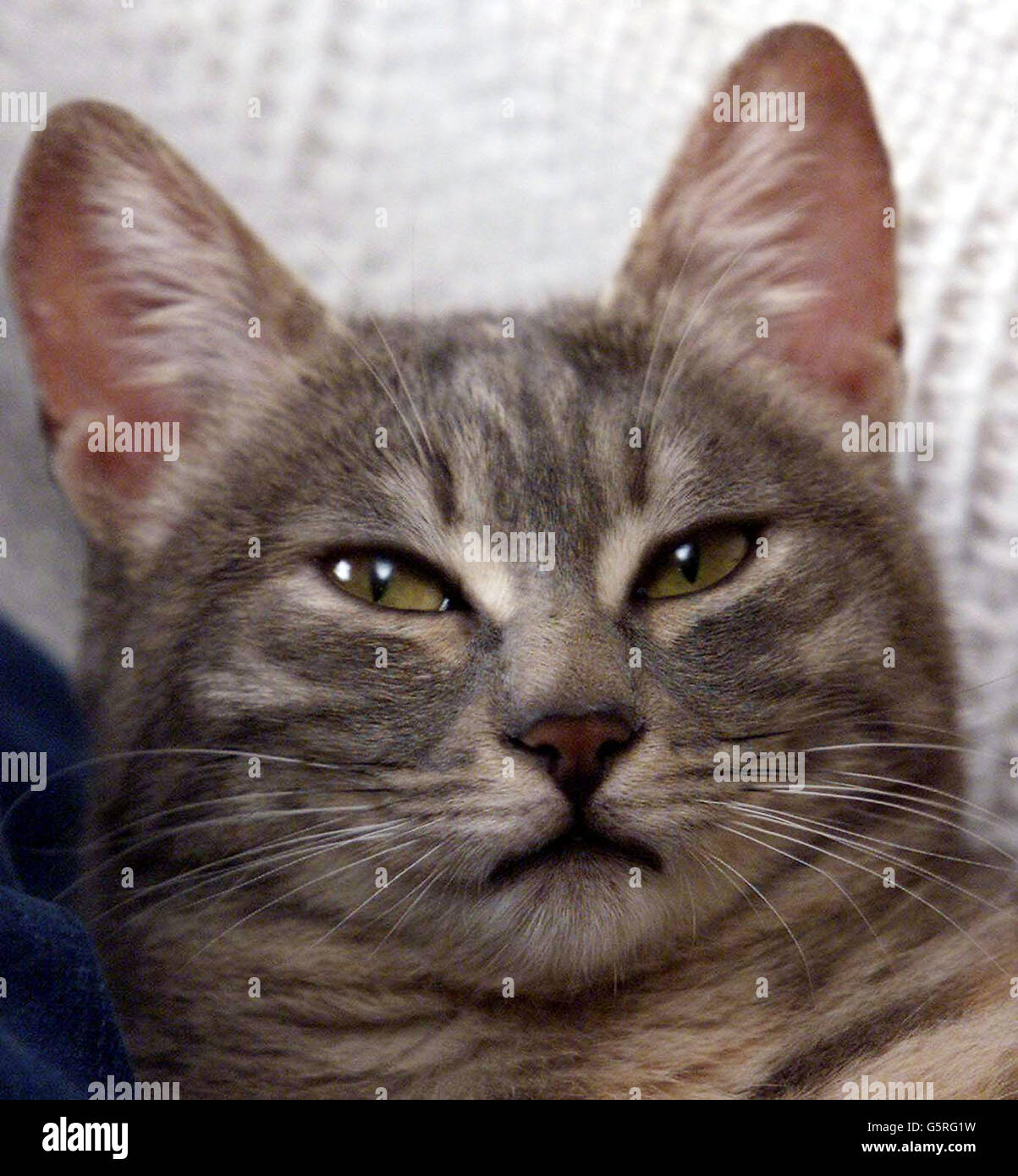 Fizzy the cat Stock Photo - Alamy