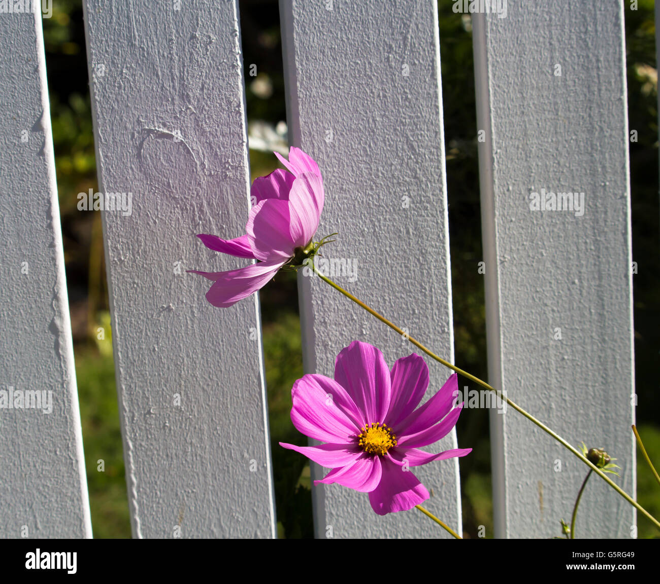 Pink single cosmos genus asteraceae flowering against a white painted ...