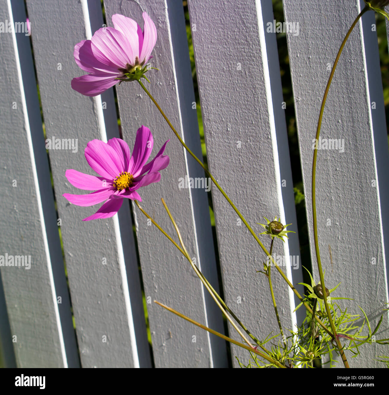 Pink single cosmos genus asteraceae flowering against a white painted ...