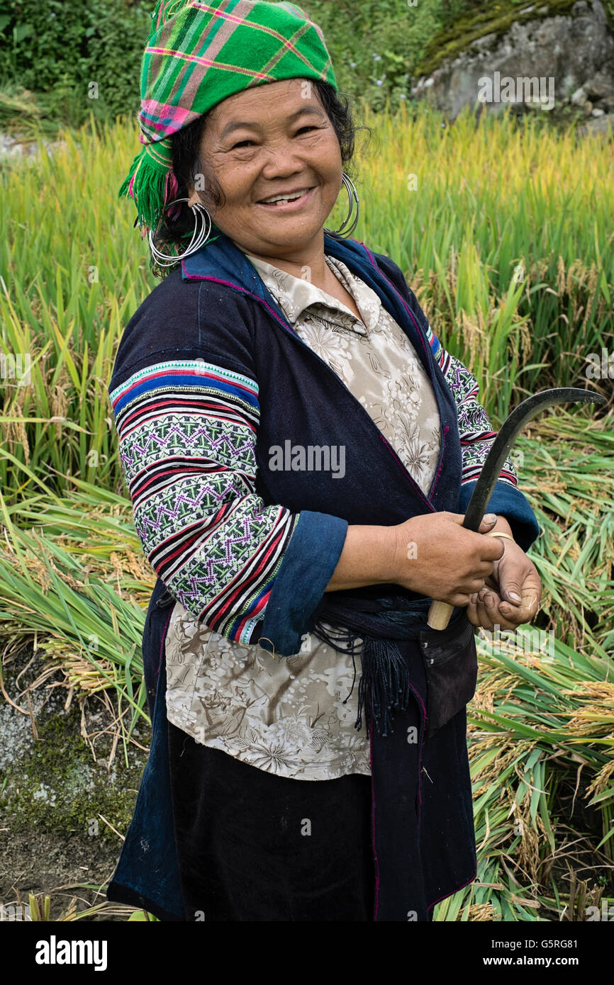 A Hmong woman harvesting rice in Ta Phin, a village in Sapa, Lao Cai ...