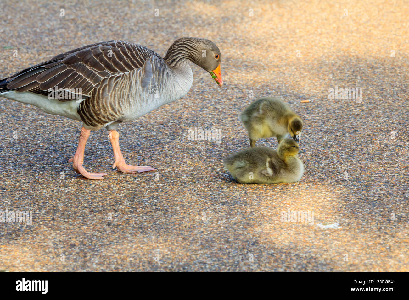 Canadian goose and their young enjoying a sunny morning by the ...