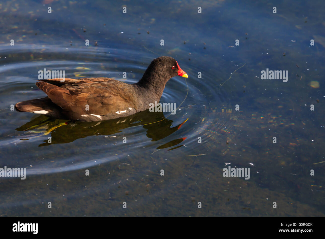 Moorhen enjoying a swim on the Serpentine Lake Hyde Park London Stock ...