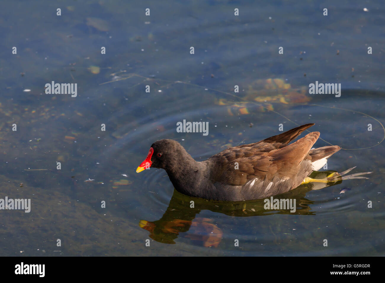Moorhen enjoying a swim on the Serpentine Lake Hyde Park London Stock ...