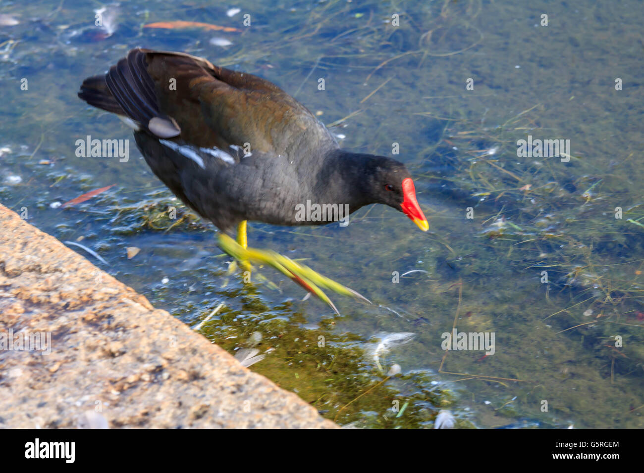 Moorhen enjoying a swim on the Serpentine Lake Hyde Park London Stock ...