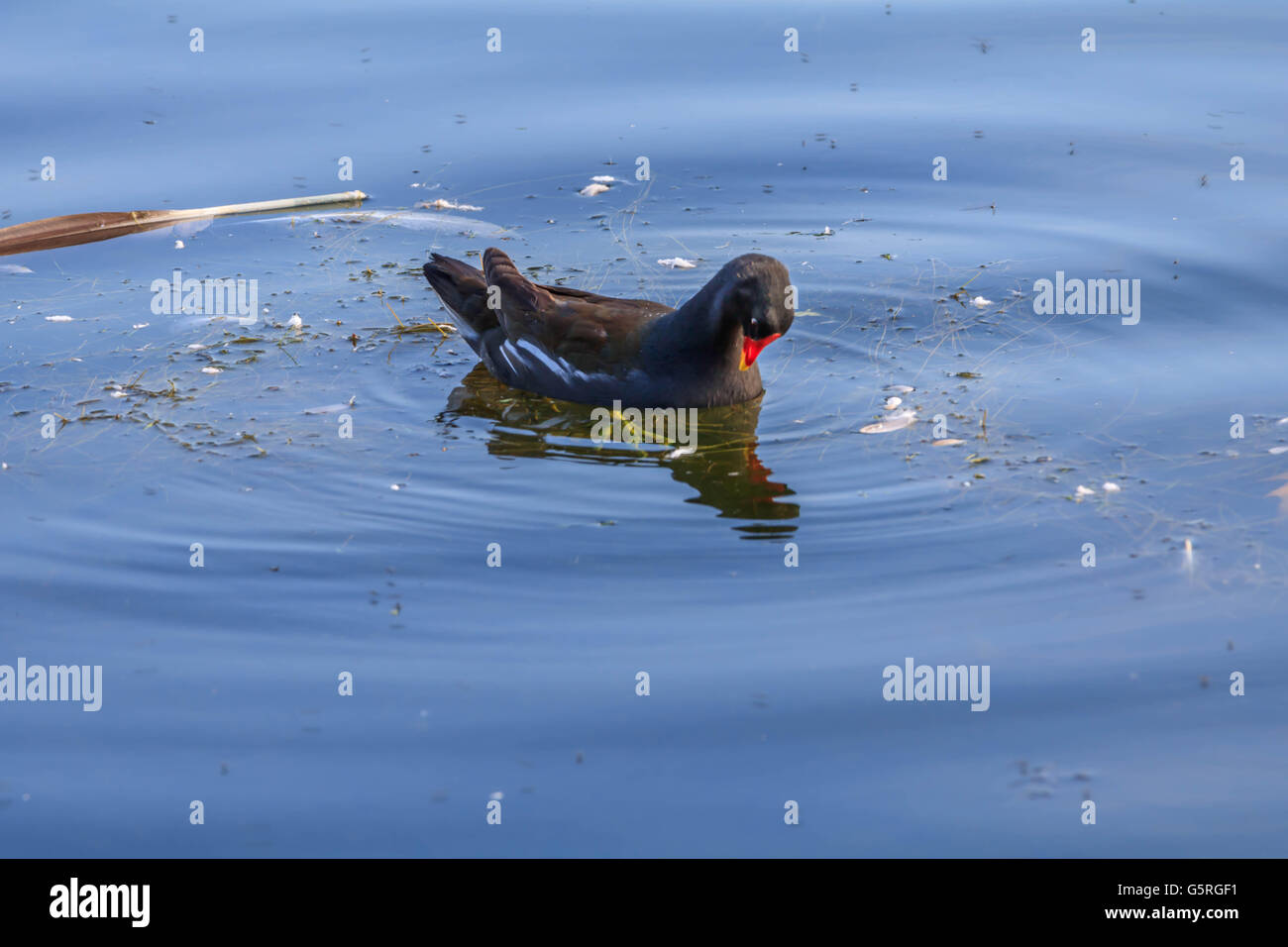 Moorhen enjoying a swim on the Serpentine Lake Hyde Park London Stock ...