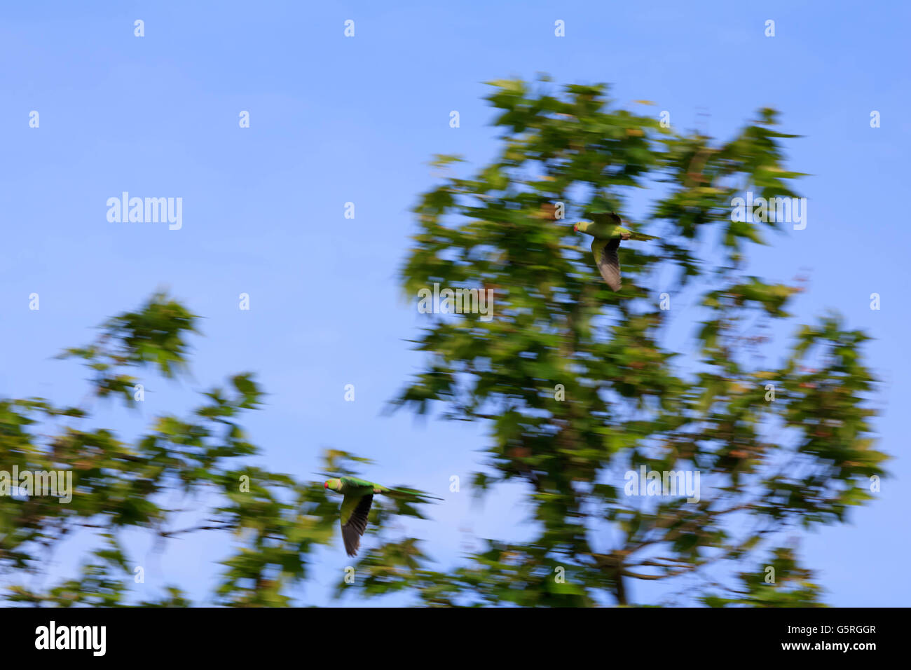 Budgie flying hi-res stock photography and images - Alamy