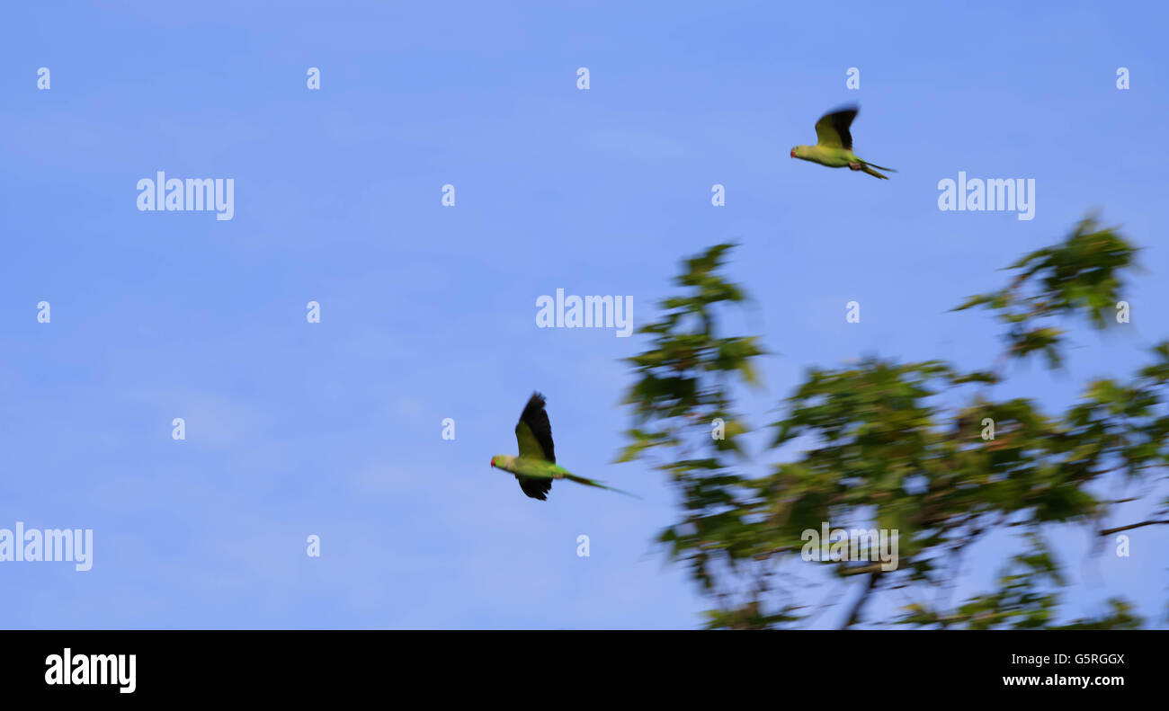 Budgie flying hi-res stock photography and images - Alamy