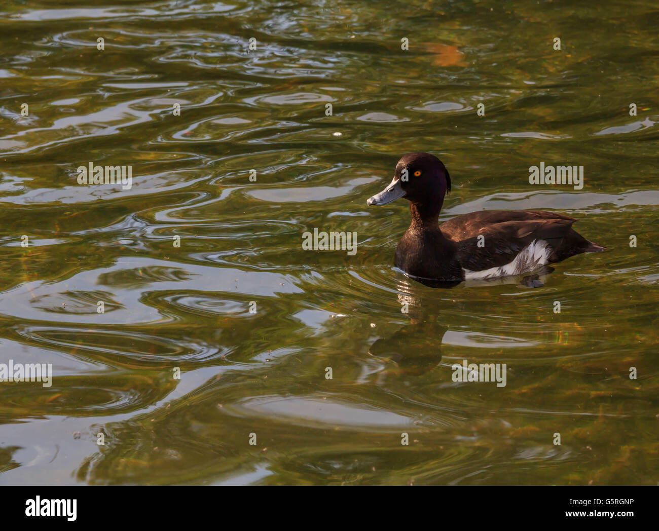 Pochard duck swimming on the serpentine lake Hyde Park London Stock ...