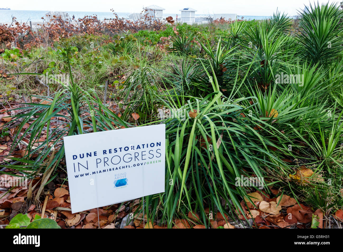 Miami Beach Florida,sign,dune restoration,FL160530002 Stock Photo - Alamy