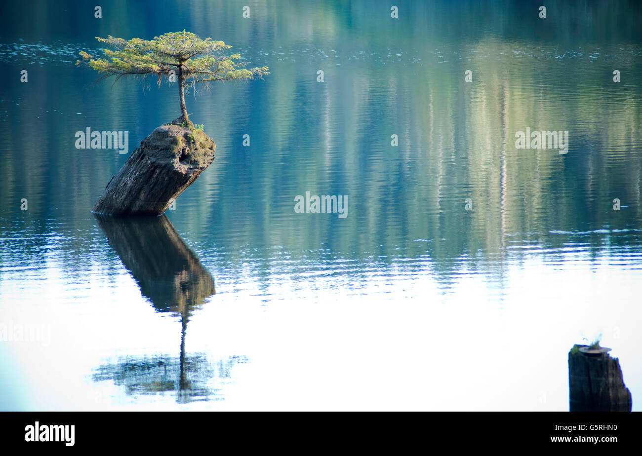 Fir bonsai tree hi-res stock photography and images - Alamy