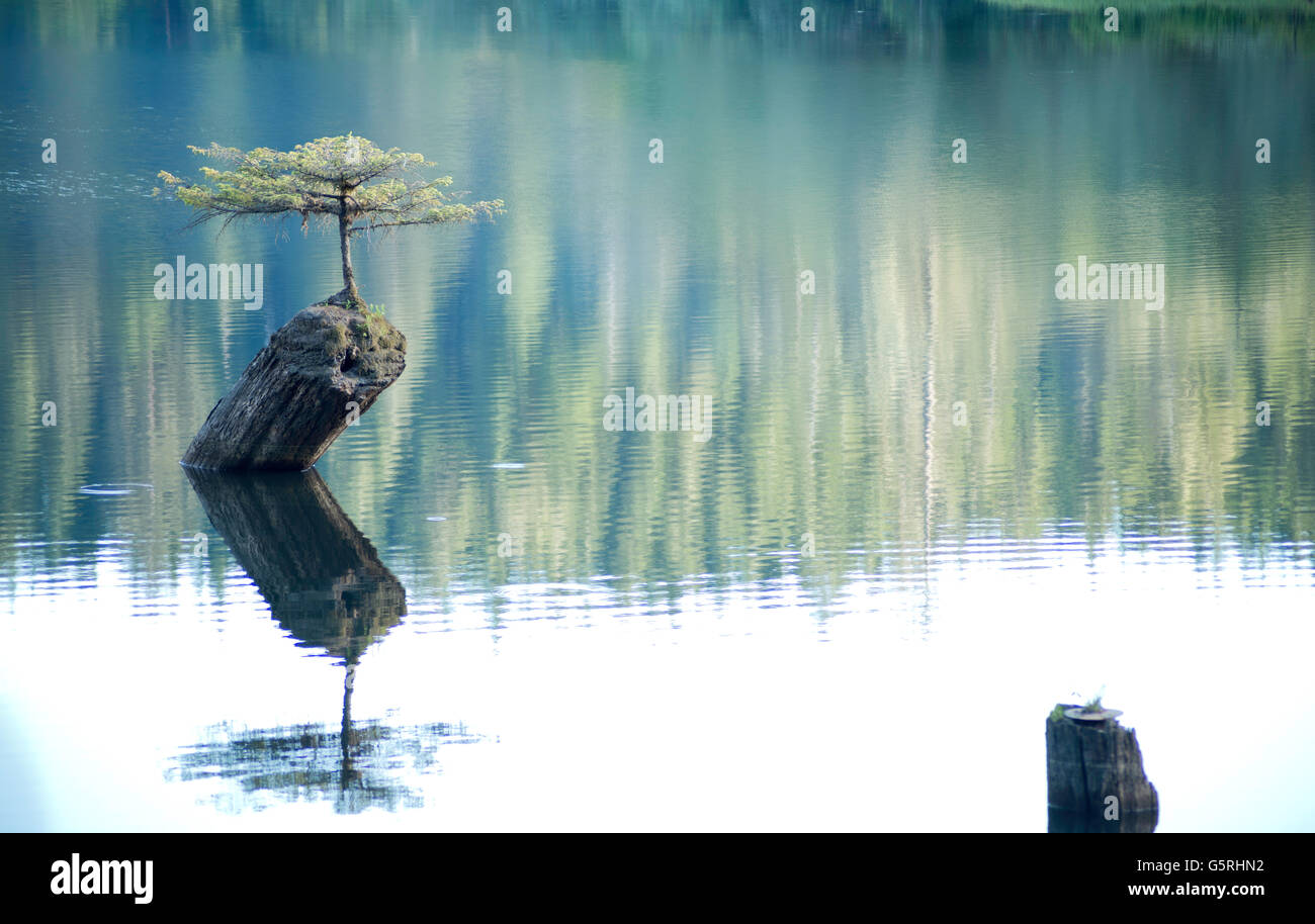 Fir bonsai in Fairy Lake, Port Renfrew 2 Stock Photo - Alamy
