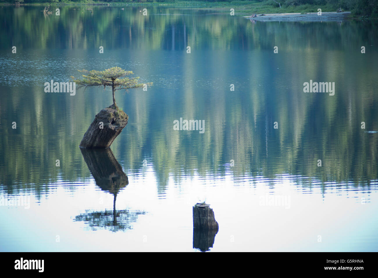 Fir bonsai in Fairy Lake, Port Renfrew Stock Photo - Alamy