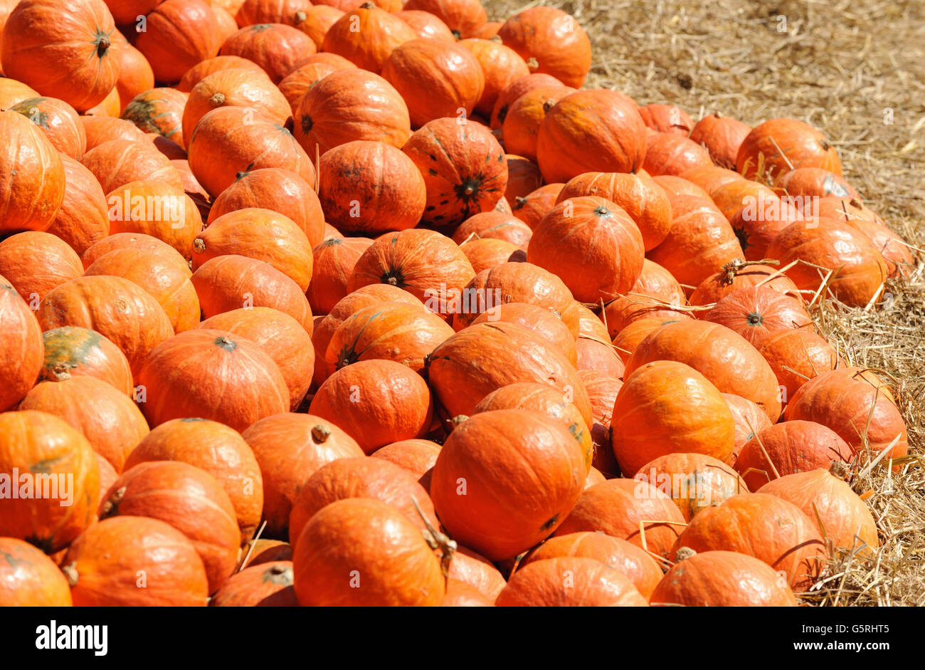 Pumpkin vegetable in Jim Thompson Farm,Thailand Stock Photo - Alamy