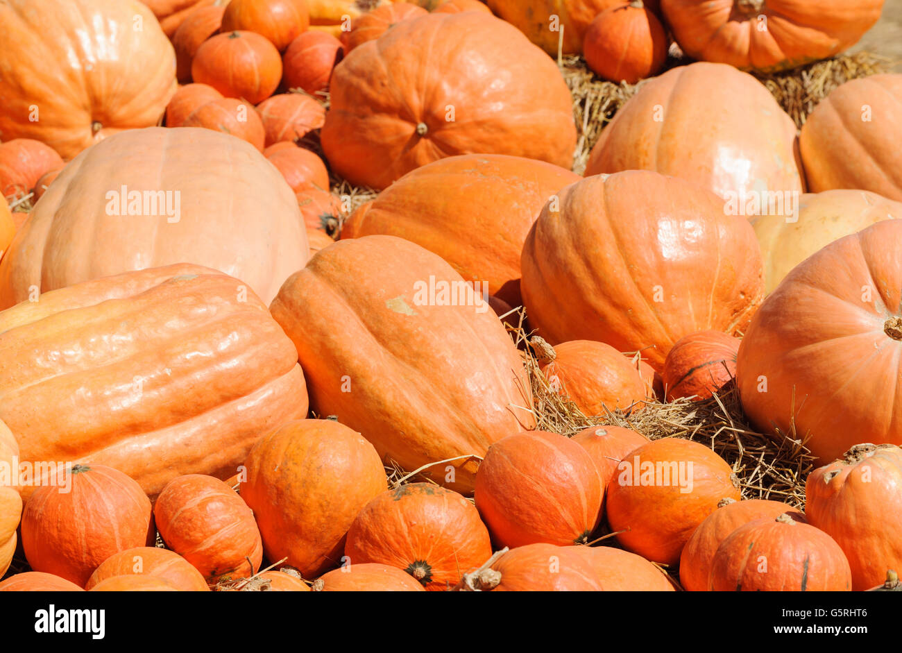 Pumpkin vegetable in Jim Thompson Farm,Thailand Stock Photo - Alamy
