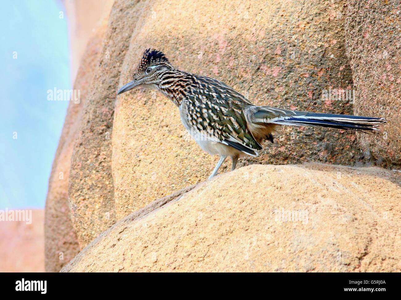 Greater Roadrunner (Geococcyx californianus), native to Mexico and the ...