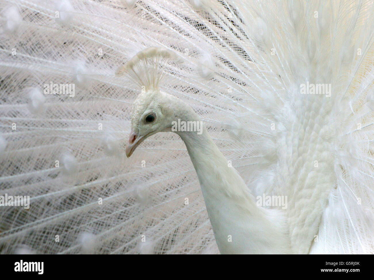 Peacock tail fanning hi-res stock photography and images - Alamy