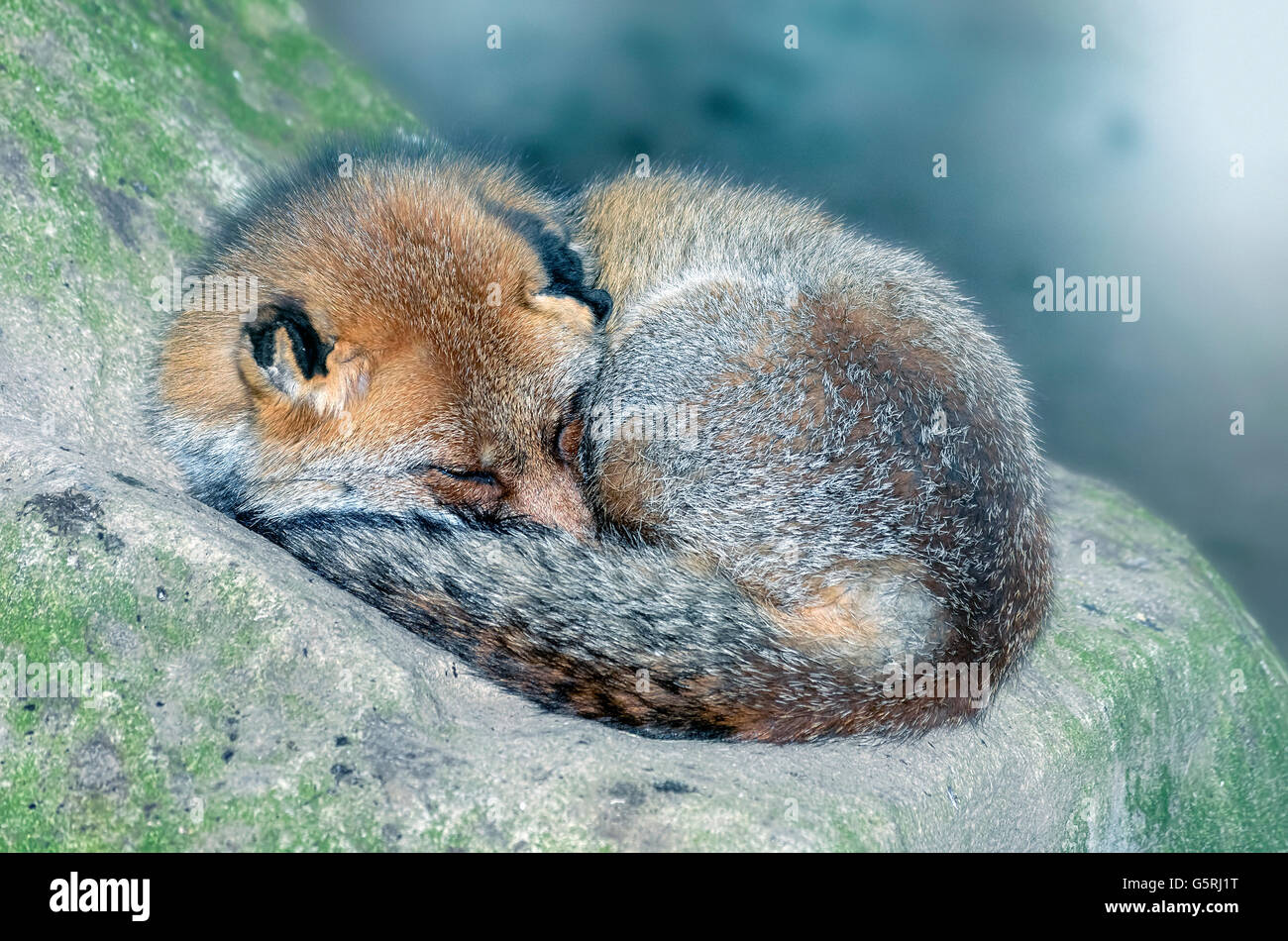 Tail coiled hi-res stock photography and images - Alamy
