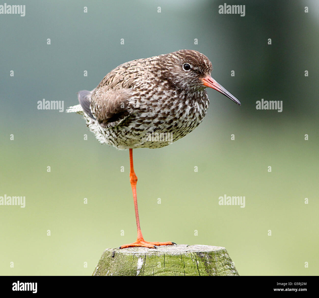 Male European common Redshank (Tringa totanus) posing on a pole ...