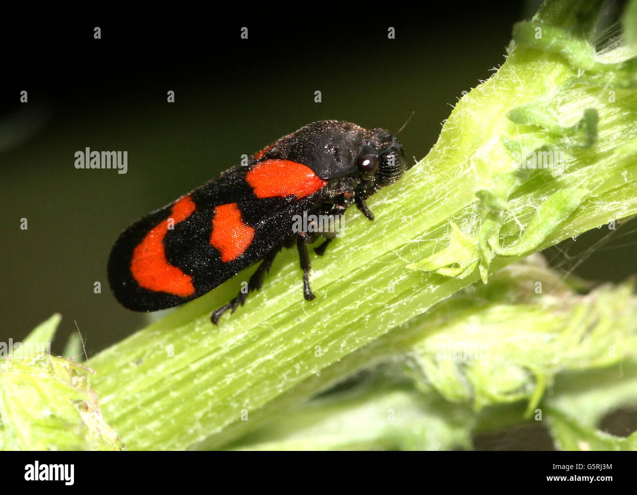 European Black and Red Froghopper or Spittlebug (Cercopis vulnerata ...