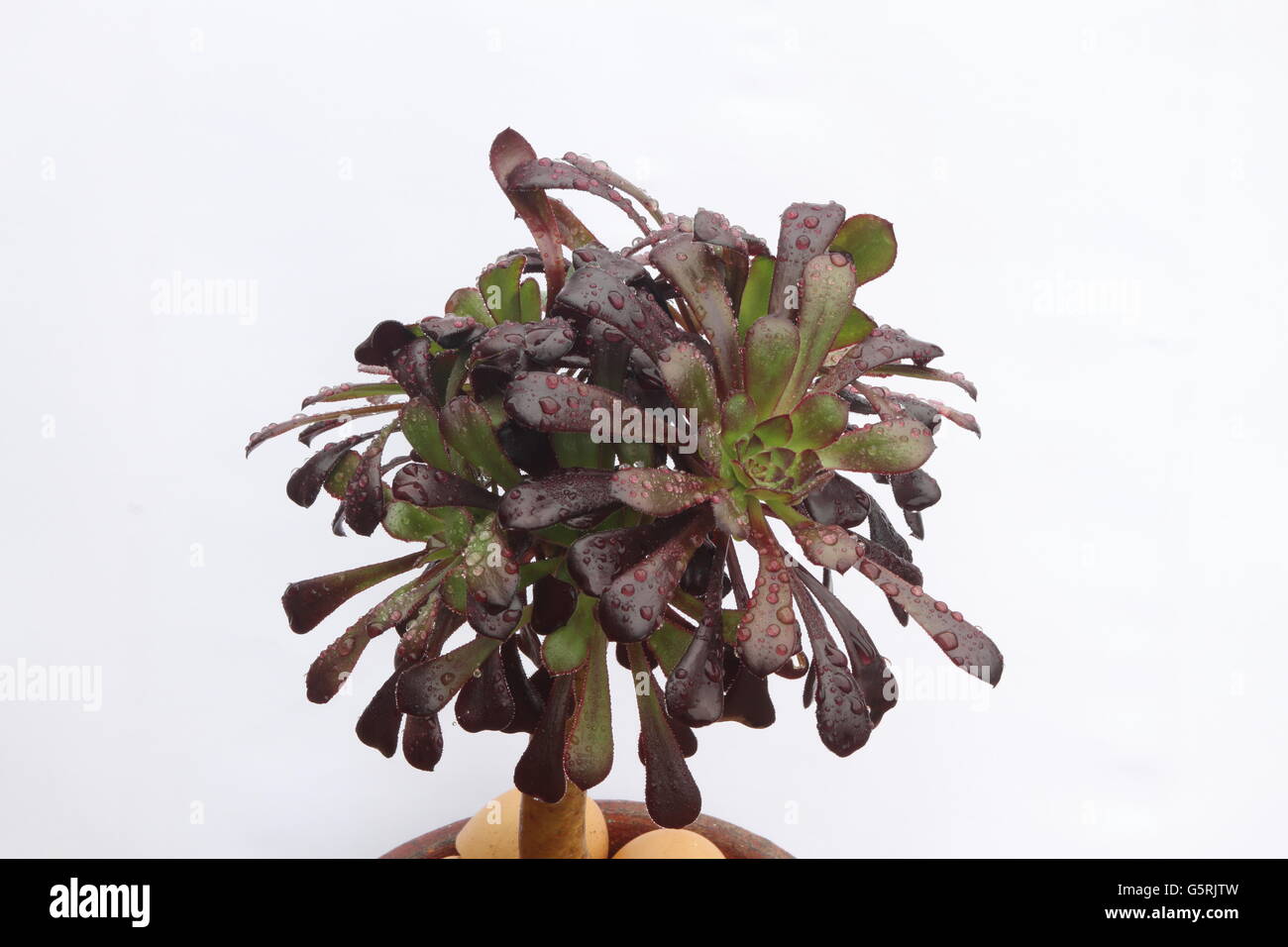 Succulent with roots hi-res stock photography and images - Alamy