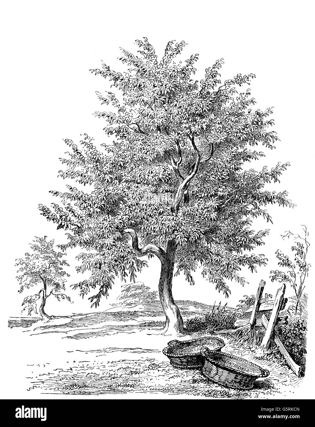 Plant drawing century hi-res stock photography and images - Alamy