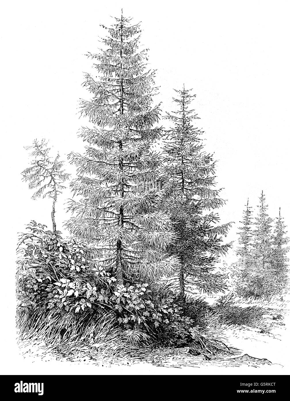 Cover or plant with trees Black and White Stock Photos & Images - Alamy