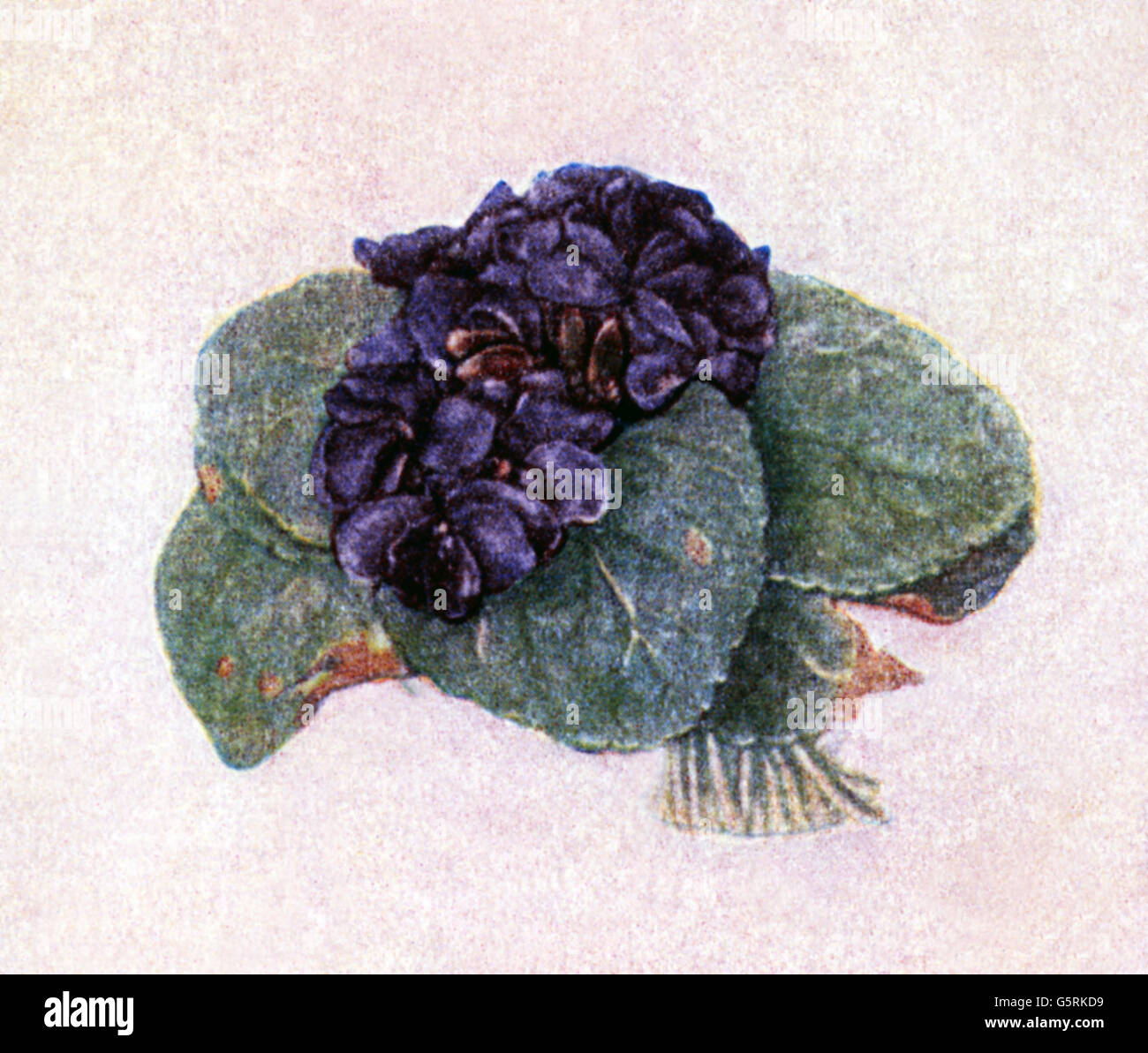 Violet flower painting hi-res stock photography and images - Alamy