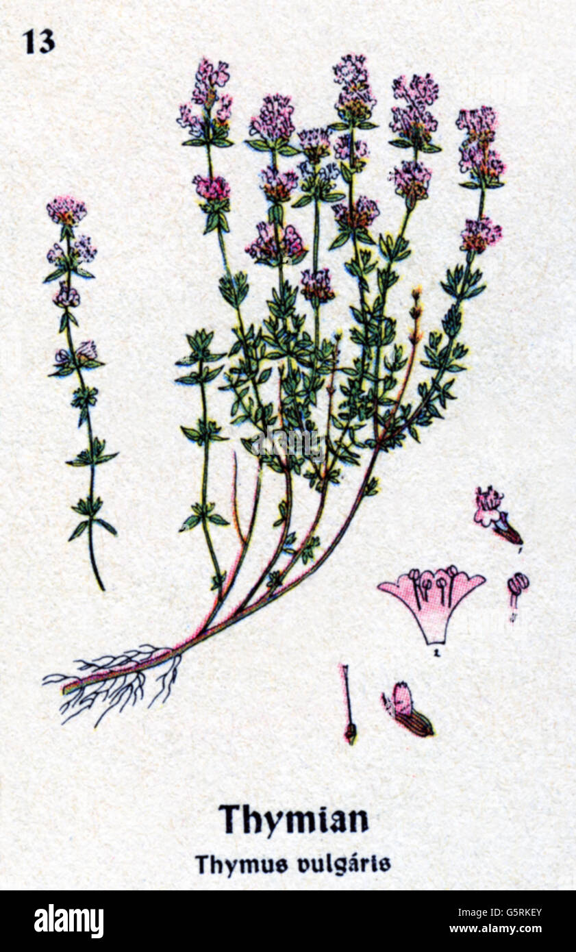 Thymus Vulgaris