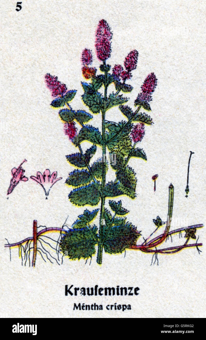 Lamiaceae (mint) drawing hi-res stock photography and images - Alamy