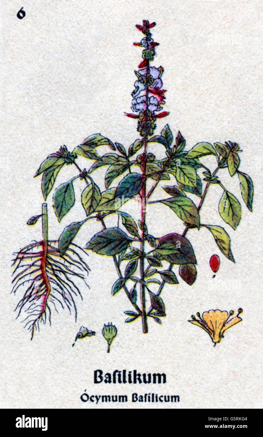 Pflanzenwerke hi-res stock photography and images - Alamy