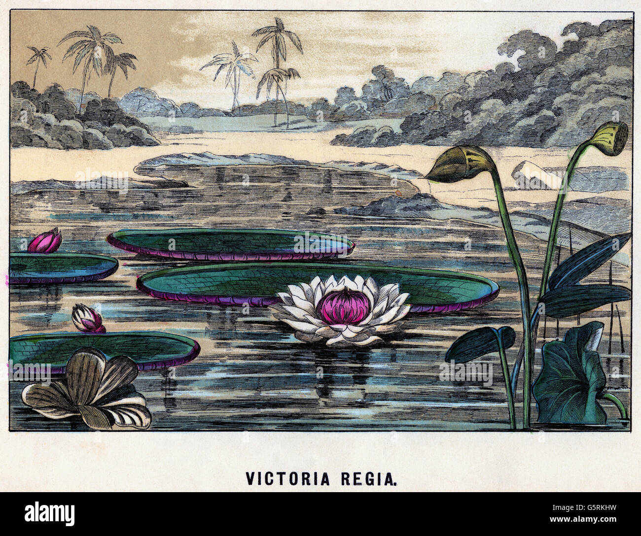 botany, flowers, Victoria amazonica (Nymphaea Victoria), on the Amazon ...