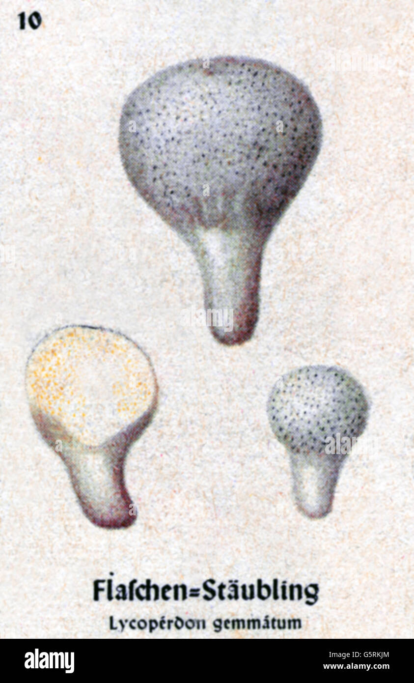 Lycoperdon perlatum drawing hi-res stock photography and images - Alamy