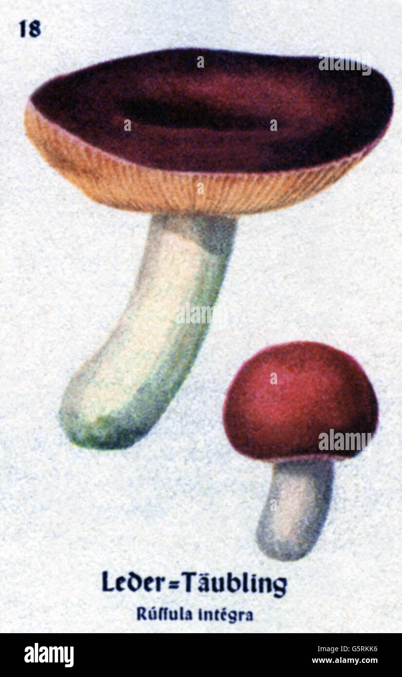 botany, fungi, Entire Russula (Russula integra), drawing from Pflanzen ...