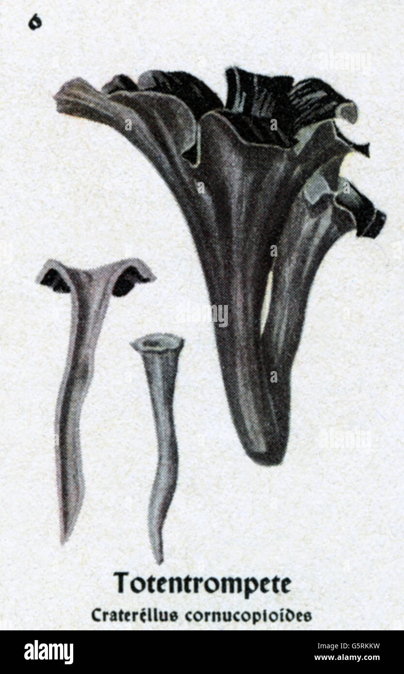 botany, fungi, trumpet of death (Craterellus cornucopioides), drawing ...