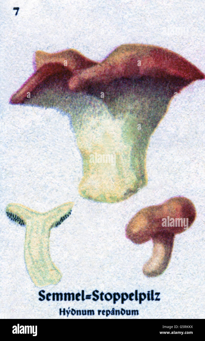 botany, fungi, wood hedgehog (Hydnum repandum), drawing from Pflanzen ...