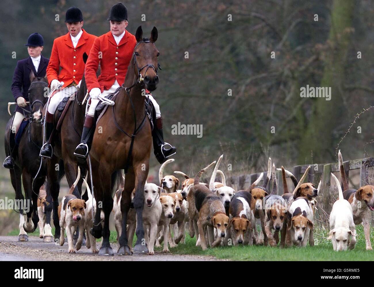 Robert McCarthy (front) Huntsman for the Essex and Suffolk Hunt leads ...