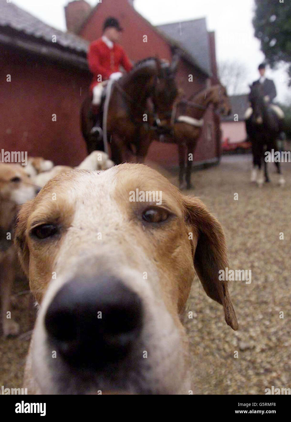 Essex suffolk hunt fox hounds hi-res stock photography and images - Alamy