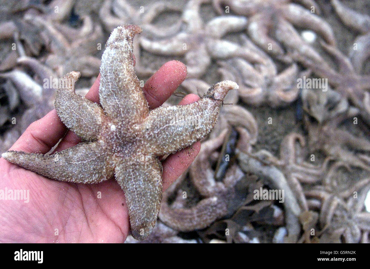 Starfish stranded on the beach Stock Photo - Alamy