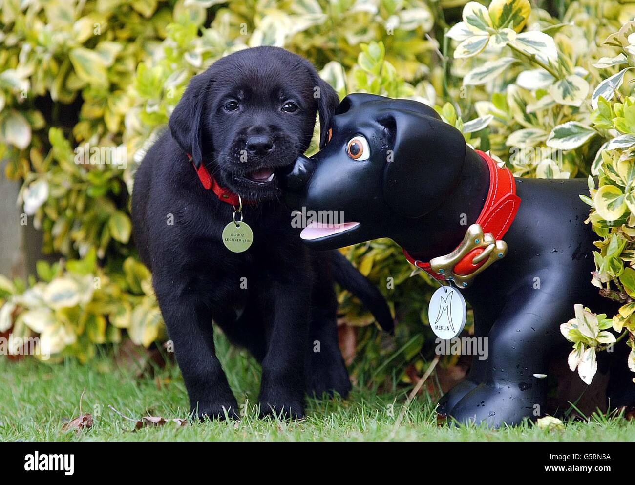 Guide dog puppy meets merlin the magic puppy hi-res stock photography ...